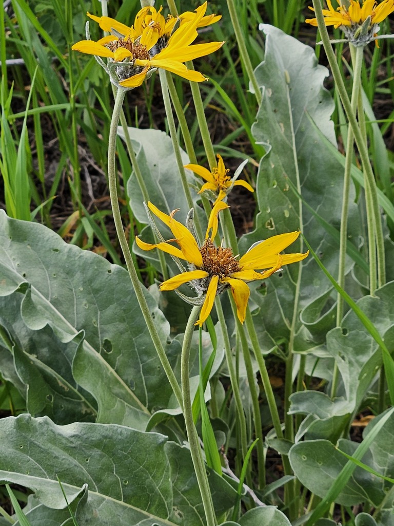 arrowleaf balsamroot from White Pine County, NV, USA on June 15, 2023 ...