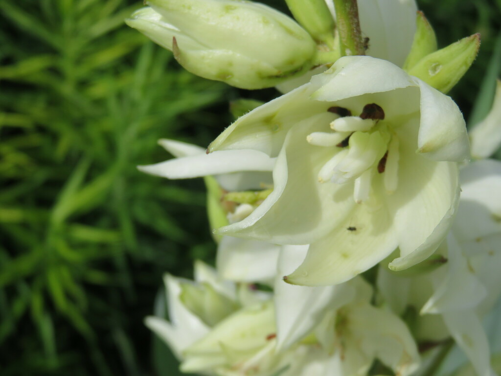 Yucca Beetle from 3330 Atwood Ave, Madison, WI 53704 on July 7, 2023 at ...