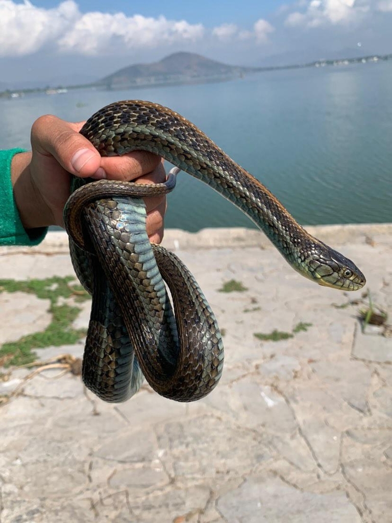 Atotonilco-Cajititlan Garter Snake from 45670 Jal., México on July 8 ...