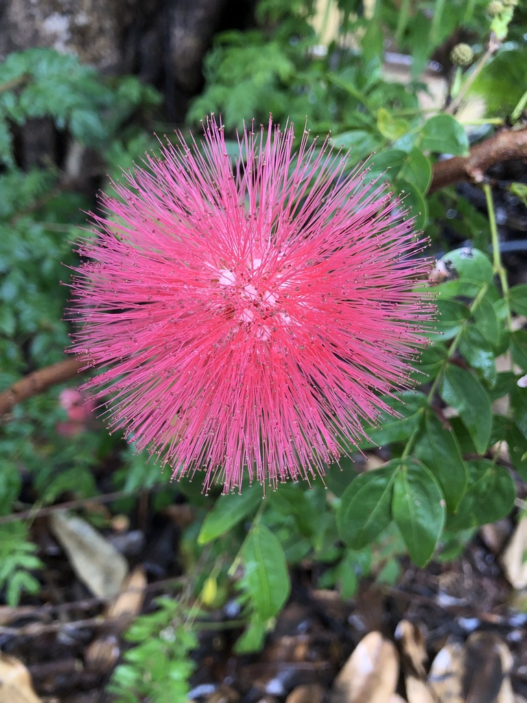 scarlet powder-puff from Great Barrier Reef, Nelly Bay, QLD, AU on July ...