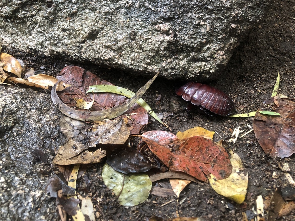 Giant Burrowing Cockroach from Great Barrier Reef, Nelly Bay, QLD, AU ...