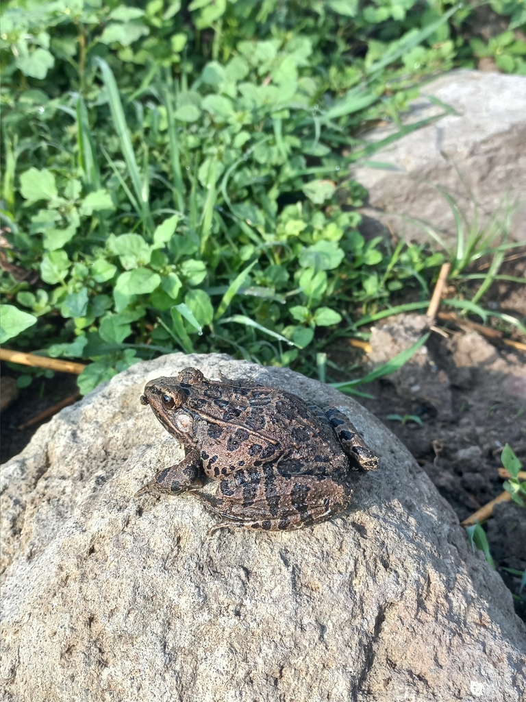 Transverse Volcanic Leopard Frog from 45670 Jal., México on July 8 ...