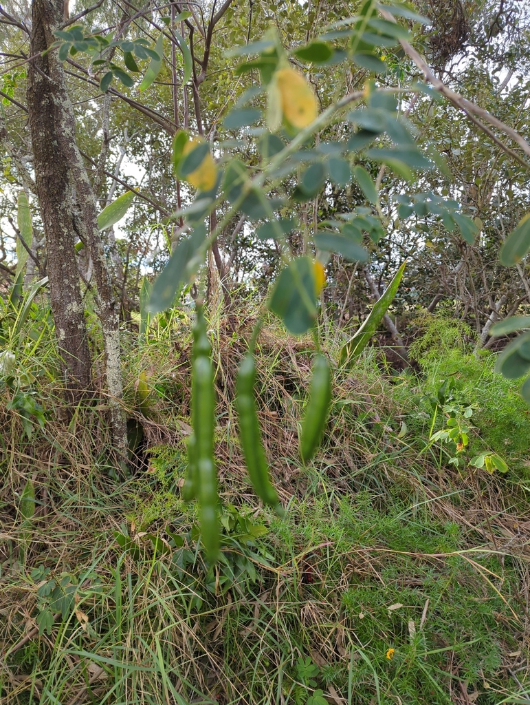 Easter Cassia from Bongaree QLD 4507, Australia on July 9, 2023 at 09: ...