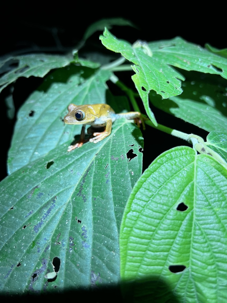 Map Tree Frog from Manu, PE-MD, PE on July 6, 2023 at 11:15 PM by Zane ...