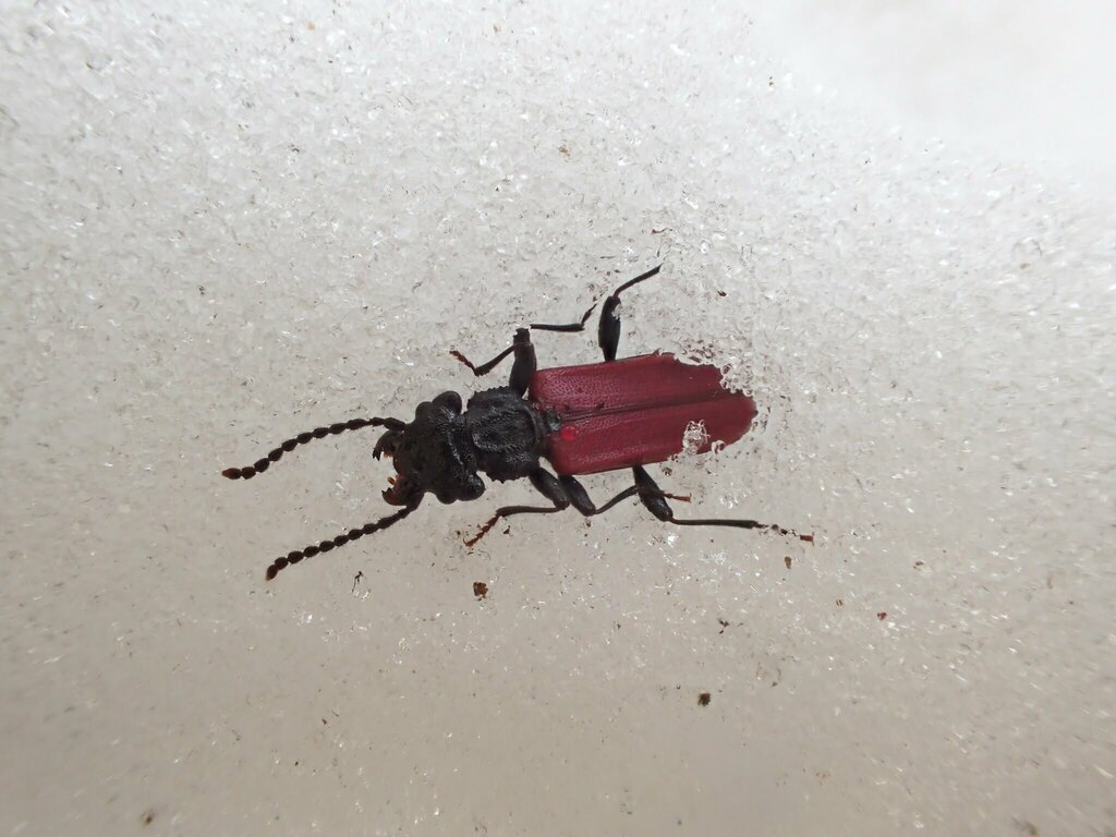 Cucujus coccinatus in February 2018 by renshuchu · iNaturalist