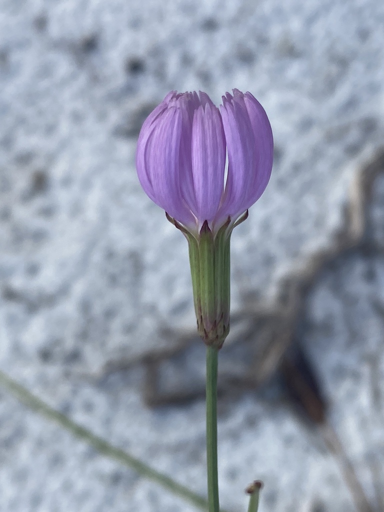 rose rush from Polk County, FL, USA on June 23, 2023 at 09:17 AM by ...