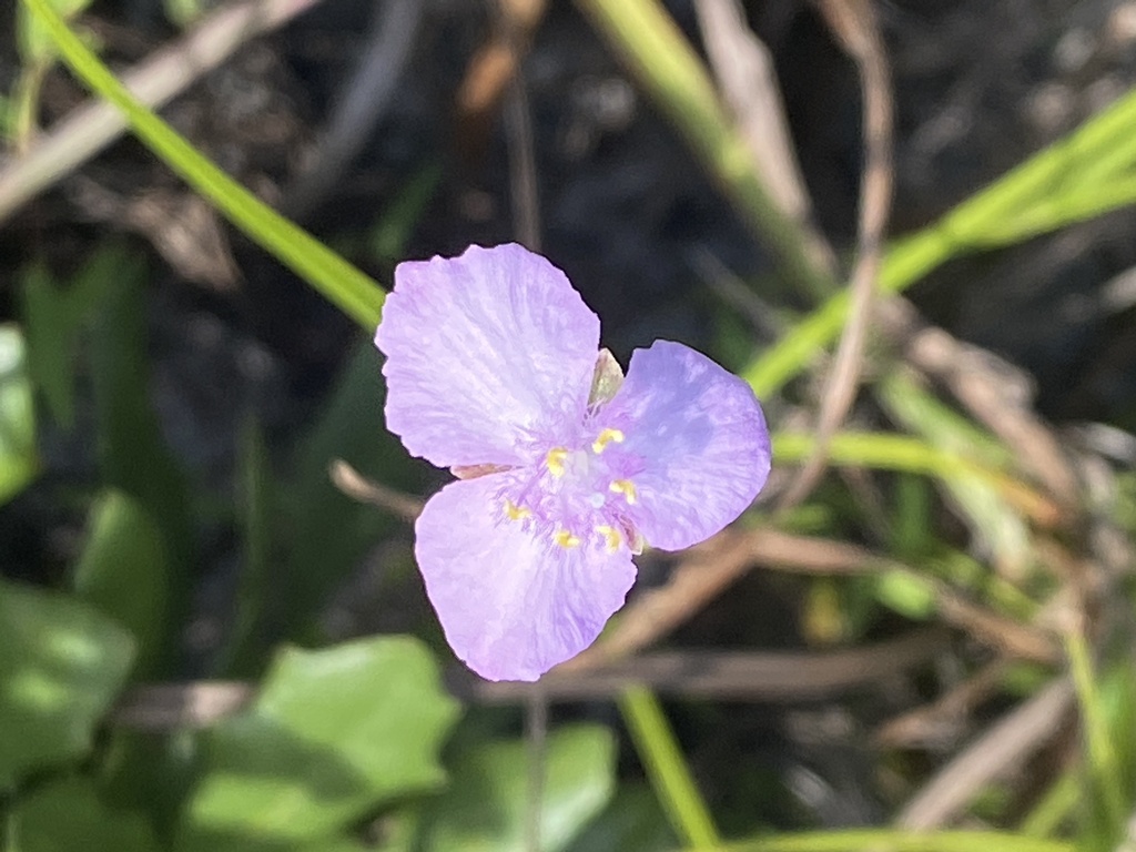 Scrub roseling from Polk County, FL, USA on June 23, 2023 at 09:09 AM ...