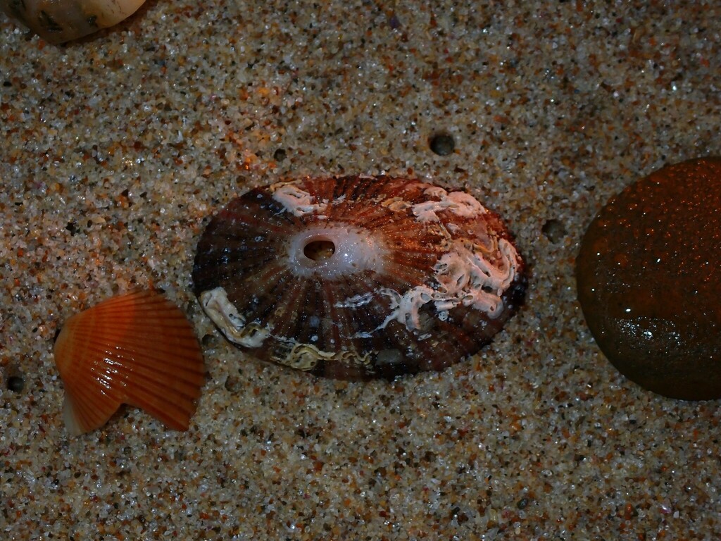 Diodora lineata from Bundagen NSW 2454, Australia on July 9, 2023 at 06 ...