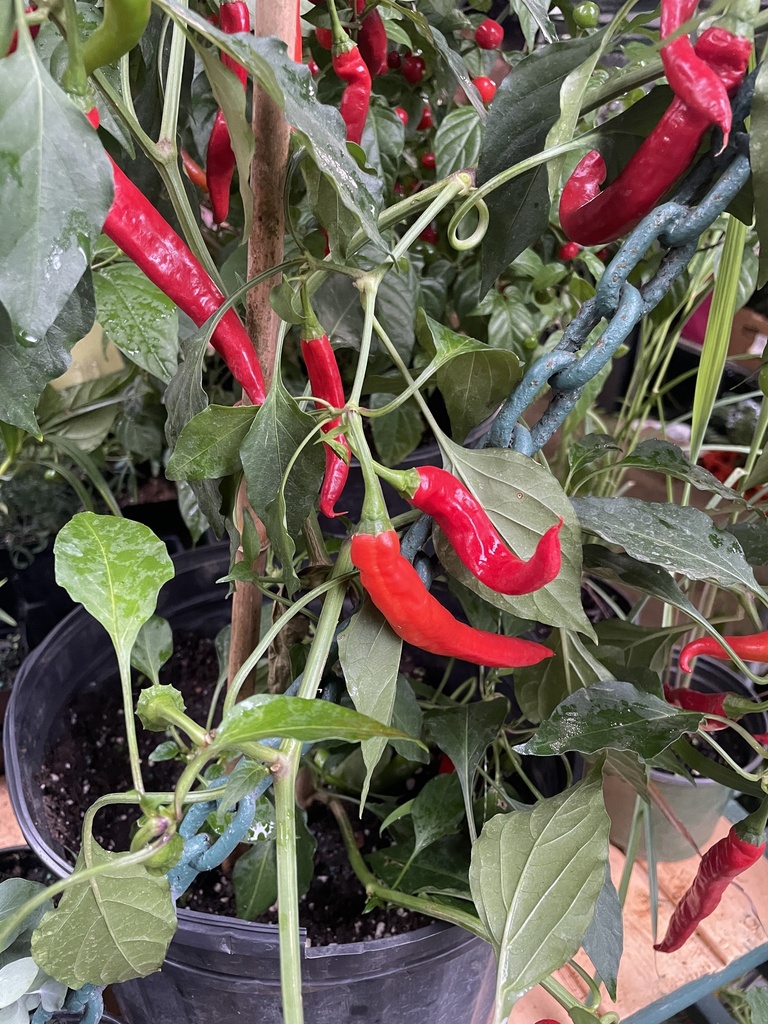 chili pepper from Puerto Rico, Aibonito, Puerto Rico, US on July 8 ...