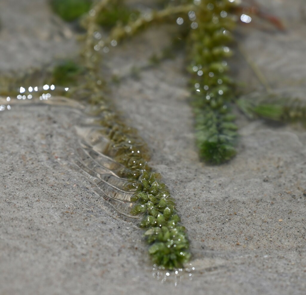 Hydrilla from McMullen County, TX, USA on July 8, 2023 at 01:21 PM by ...