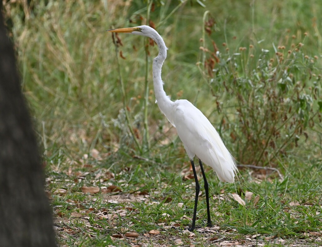 Great Egret from McMullen County, TX, USA on July 8, 2023 at 12:51 PM ...