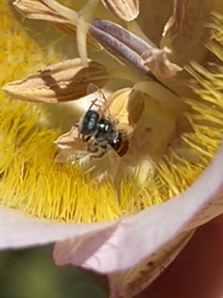 California Fairy Bee from Lang Ranch, Thousand Oaks, CA, US on July 8 ...
