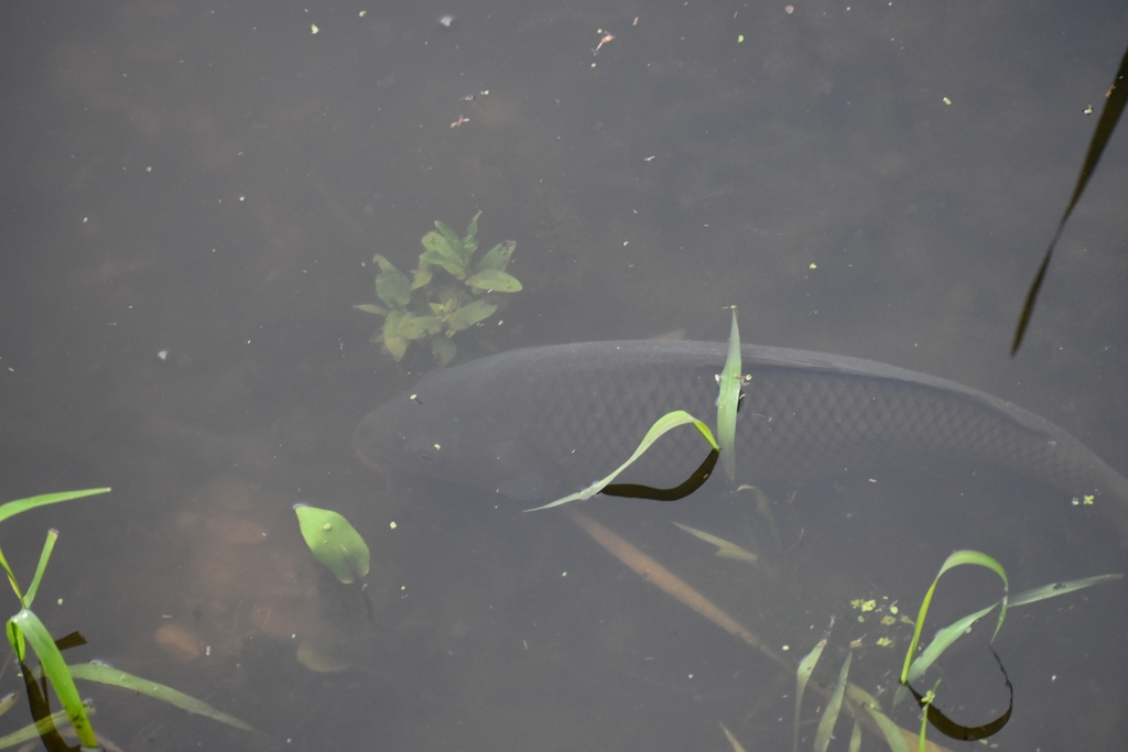 European Carp from Little Red Schoolhouse Nature Center on July 8, 2023 ...