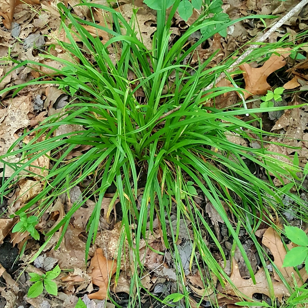 Spreading Sedge from Bardonia, NY, USA on July 8, 2023 at 07:42 PM by ...
