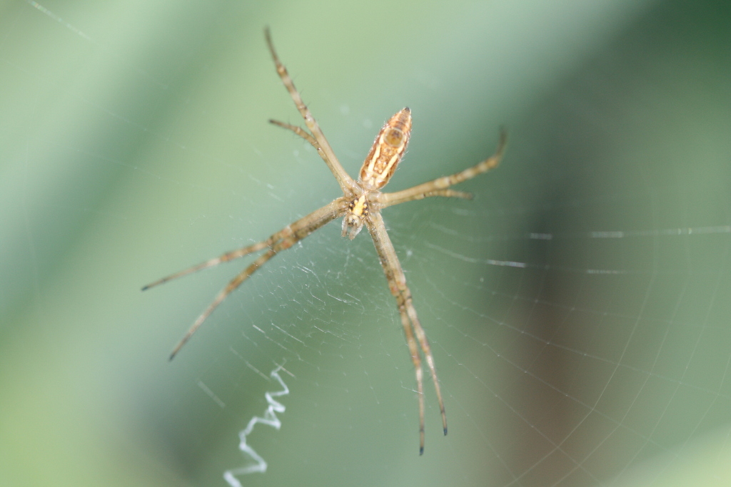 Banded Garden Spider from Los Cerritos, Long Beach, CA, USA on August 6 ...