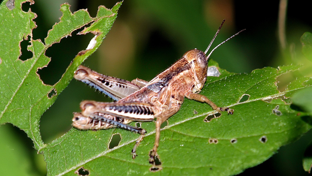 North American Spur-throated Grasshoppers from One Eleven Ranch Park ...