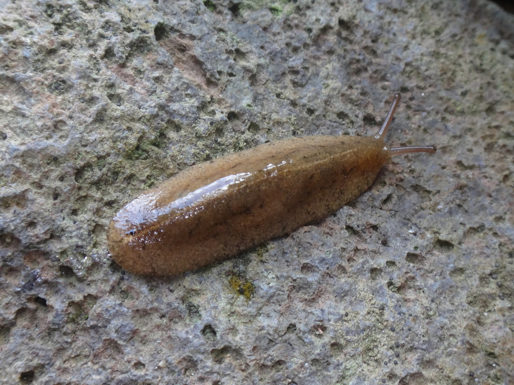 Cuban Leaf Slug from Honolulu County, HI, USA on January 02, 2019 at 08 ...