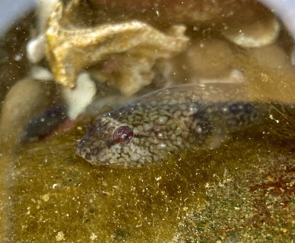 Northern Clingfish from Strait of Juan de Fuca, WA, US on July 6, 2023 ...