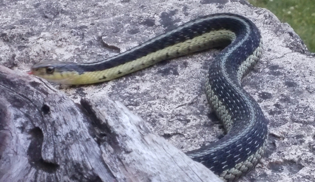 Common Garter Snake from Highland Recreation Area on July 8, 2023 by ...