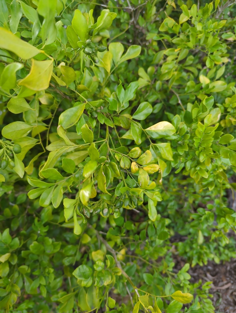 Orange Jasmine from Welsby Pde near Dolphin Dr, Bongaree QLD 4507 ...