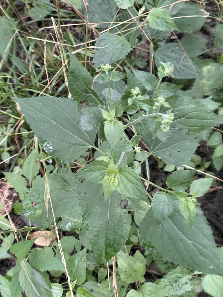 white snakeroot from Olathe, KS, USA on July 8, 2023 at 10:03 AM by ...