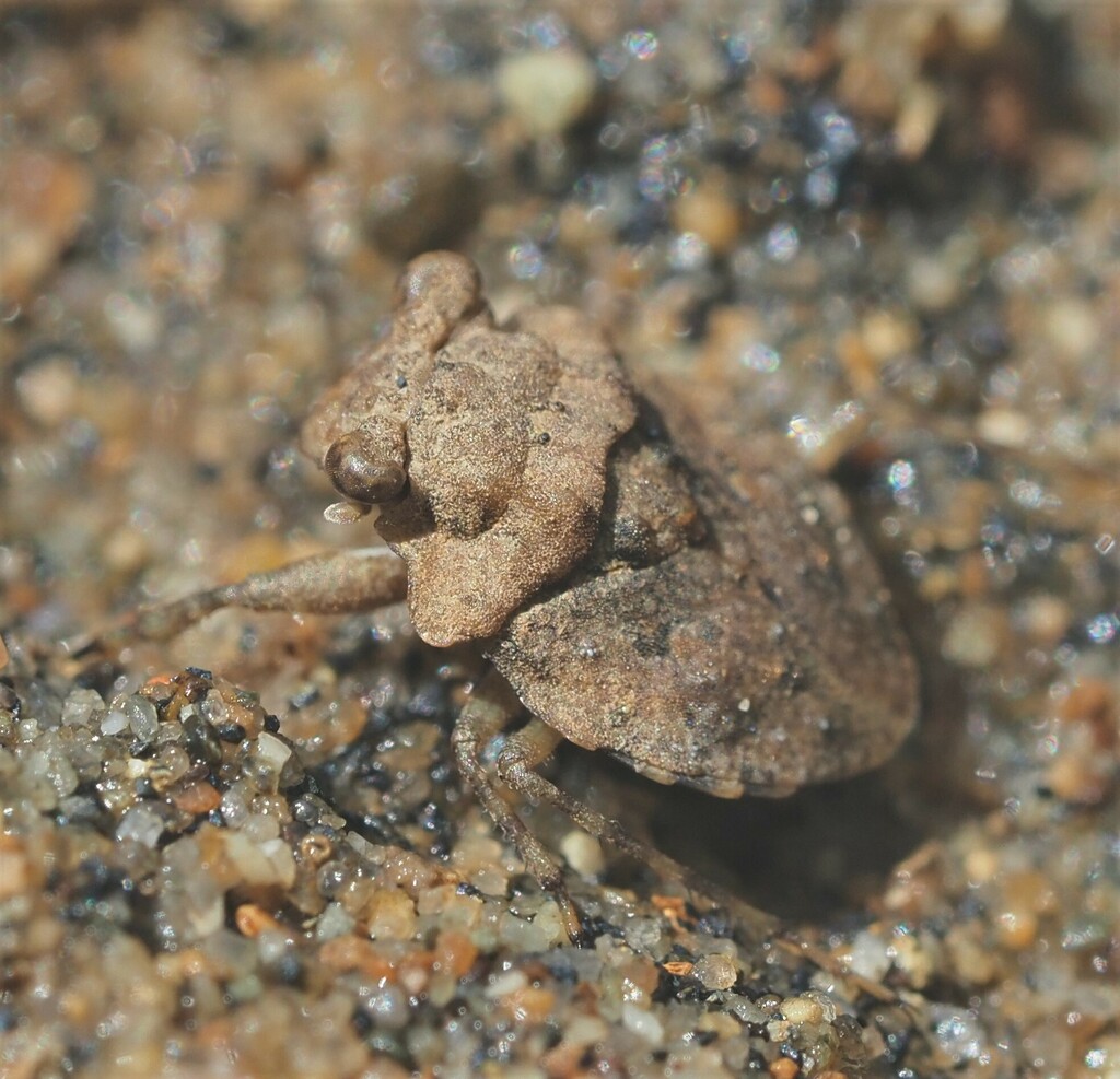 Big-eyed Toad Bug from Bedford County, VA, USA on July 8, 2023 at 11:52 ...