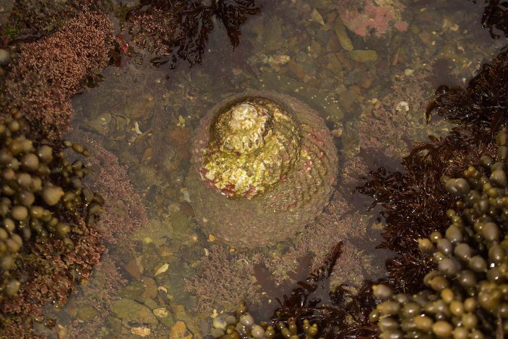 Cook's Turban from Wellington, New Zealand on July 8, 2023 at 03:32 PM ...