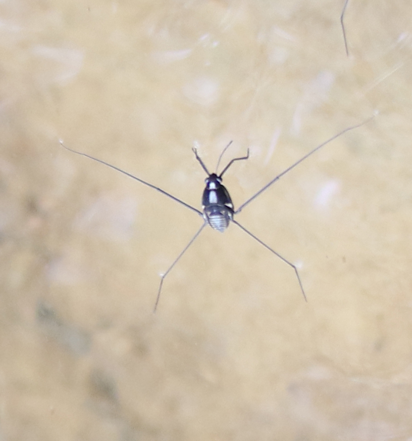 Metrobates hesperius from Orange County, NC, USA on July 8, 2023 at 12: ...