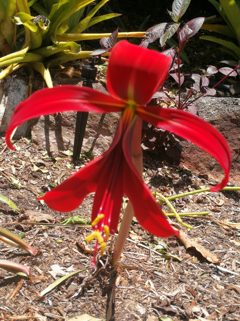Aztec lilies in December 2020 by synkitten · iNaturalist