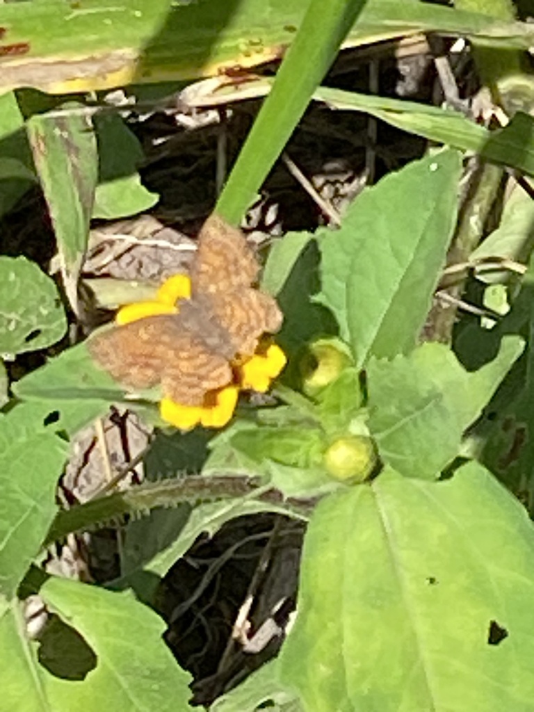Rounded Metalmark from Zamorano, San Antonio De Oriente, Francisco ...