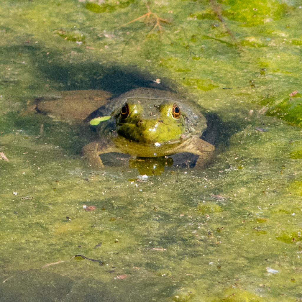 American Bullfrog from Village Of Five Parks, Arvada, CO, USA on July 8 ...