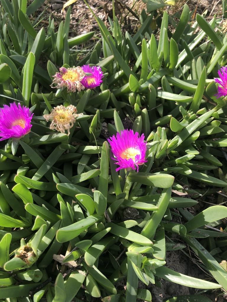 Angular Sea-fig from Duporth Ave, Maroochydore, QLD, AU on July 9, 2023 ...