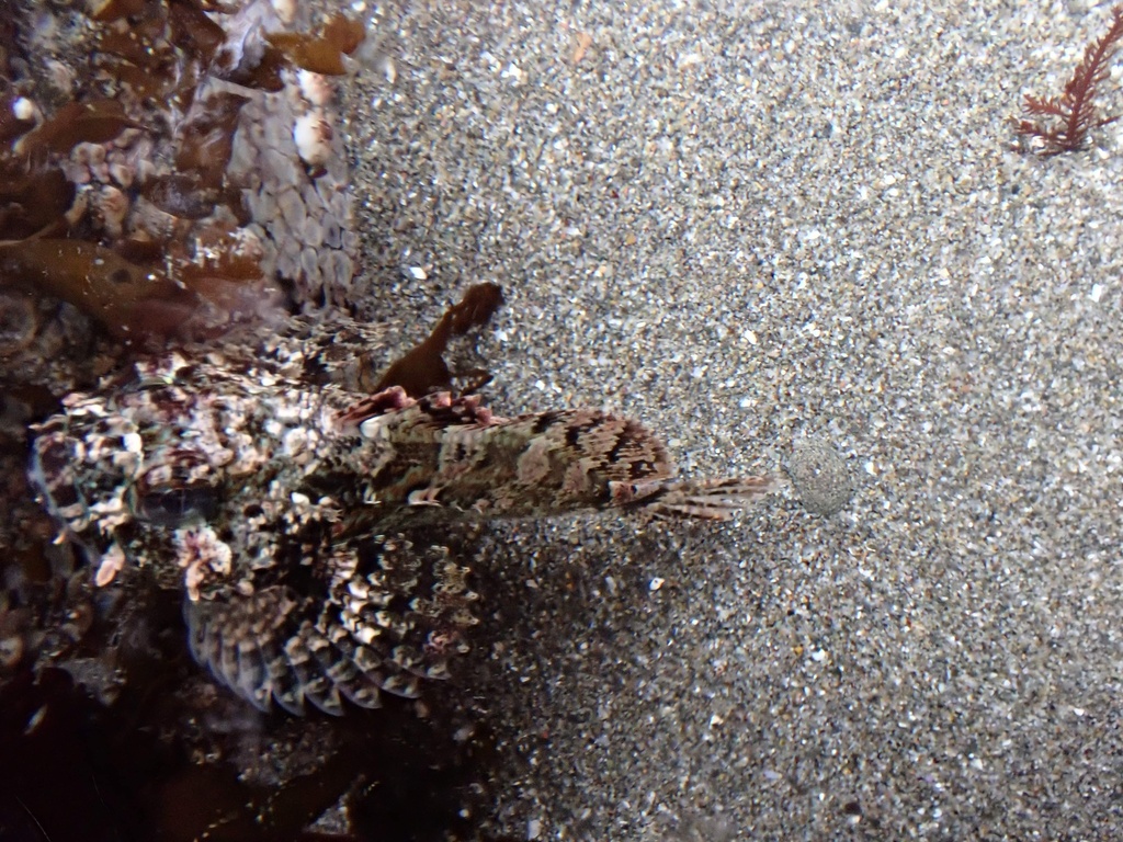 Red Irish Lord from Brookings, OR, US on July 5, 2023 at 09:00 AM by ...