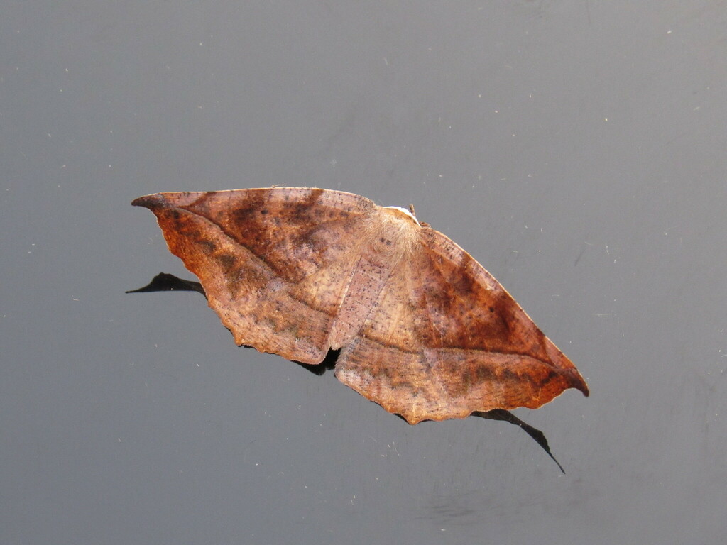 Curved-toothed Geometer Moth from Bellbrook, Greene County, OH, USA on ...