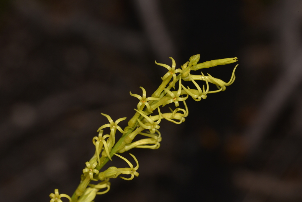 Winged Stackhousia from Hill River WA 6521, Australia on July 22, 2022 ...
