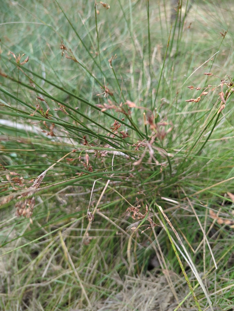 grasses, sedges, cattails, and allies from Bongaree QLD 4507, Australia ...