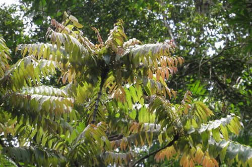 Jagera madida · iNaturalist