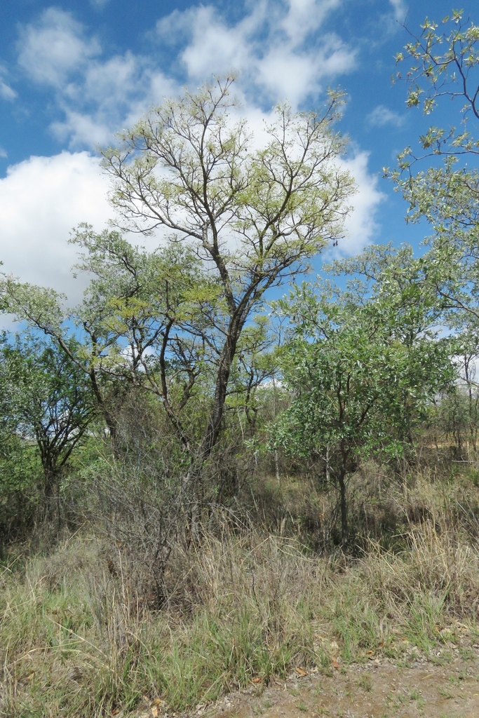 wild syringa from Modimolle, 0510, South Africa on December 11, 2018 at ...