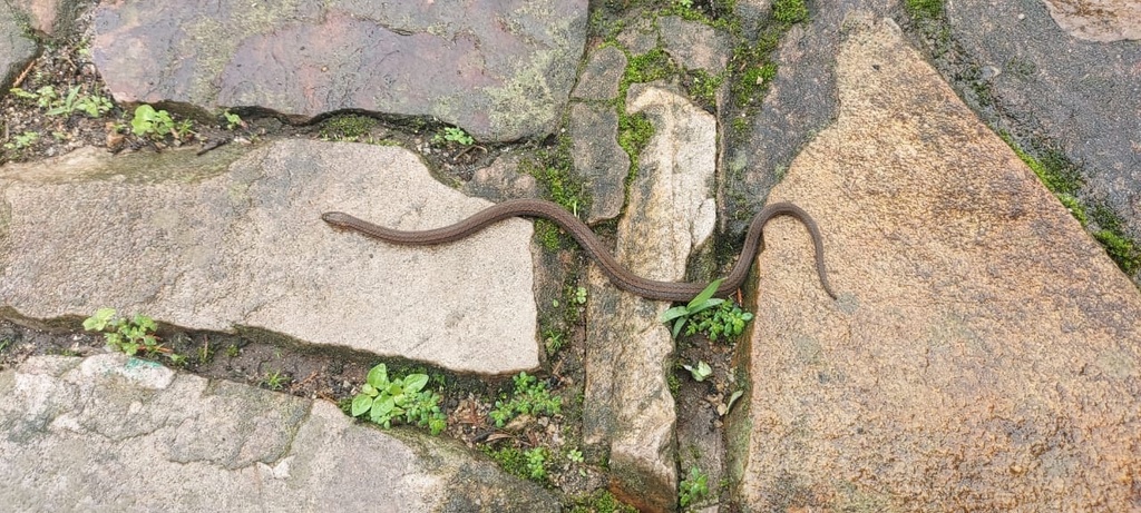 Collared Reed Snake from NH 6, Shillong, ML, IN on July 7, 2023 at 09: ...