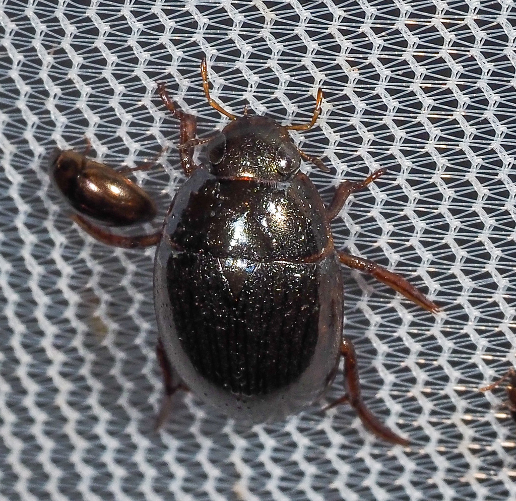 Tropisternus collaris viridis from Corkscrew, FL, USA on July 2, 2023 ...