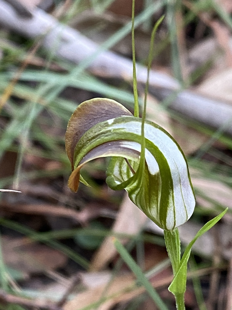 cobra greenhood from Illawarra Escarpment State Conservation Area ...