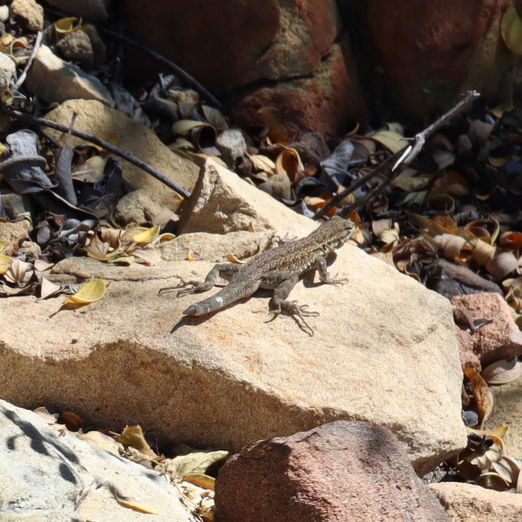 Common Side-blotched Lizard from Santa Barbara County, CA, USA on July ...