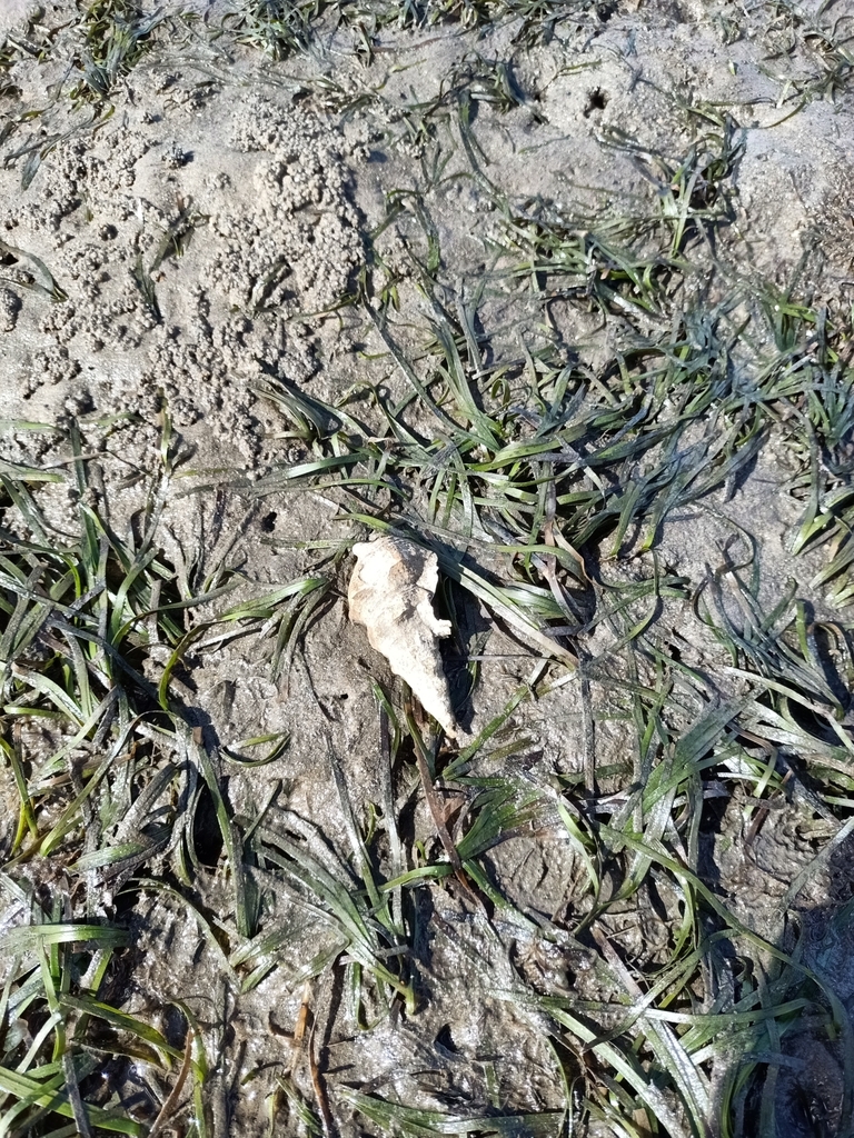 Mud-creeper Snails from Sandstone Point QLD 4511, Australia on July 9 ...