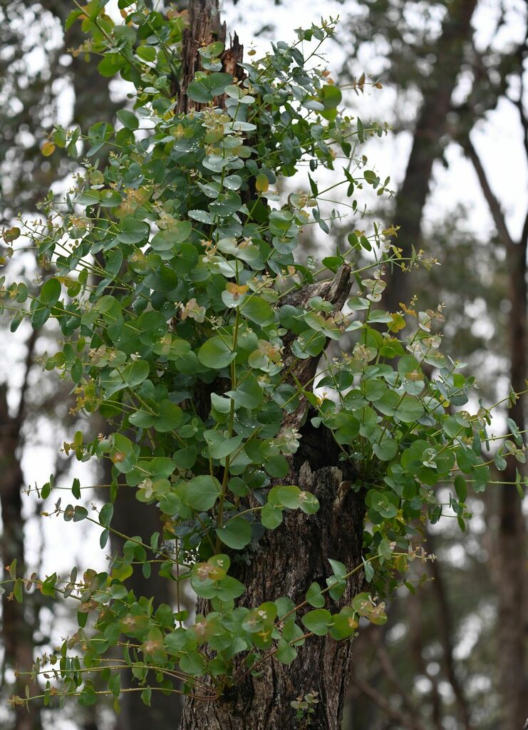 Long-leaved Box from Smiths Gully VIC 3760, Australia on June 29, 2023 ...
