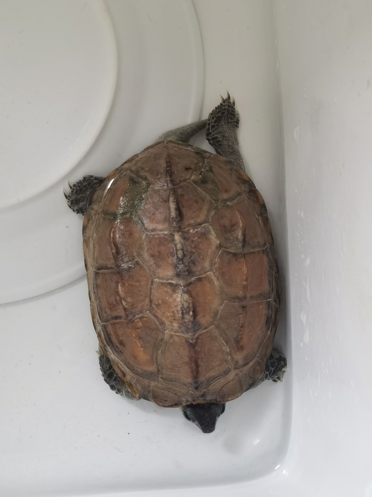 Chinese Pond Turtle in July 2023 by immerkk · iNaturalist