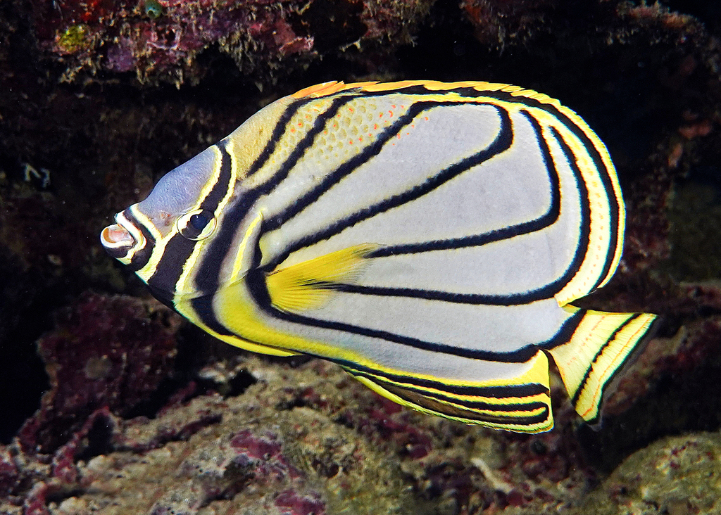 Meyer's Butterflyfish from Christmas Island on July 1, 2023 at 05:10 PM ...