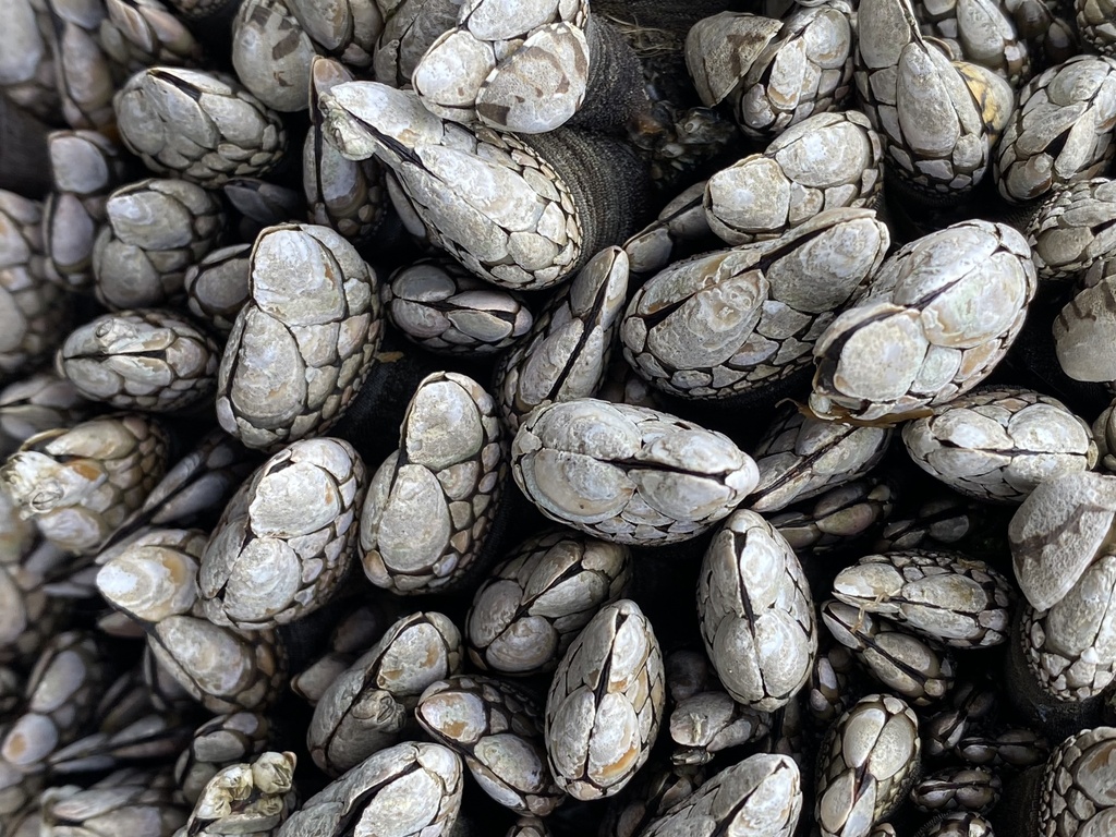 Gooseneck Barnacle from North Pacific Ocean, WA, US on July 8, 2023 at ...