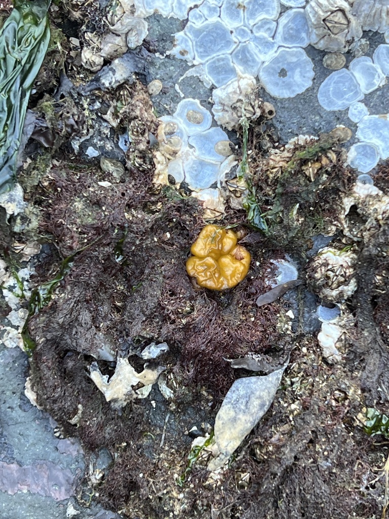 Sea Cauliflower from N 30th St, Tacoma, WA, US on July 6, 2023 at 03:38 ...