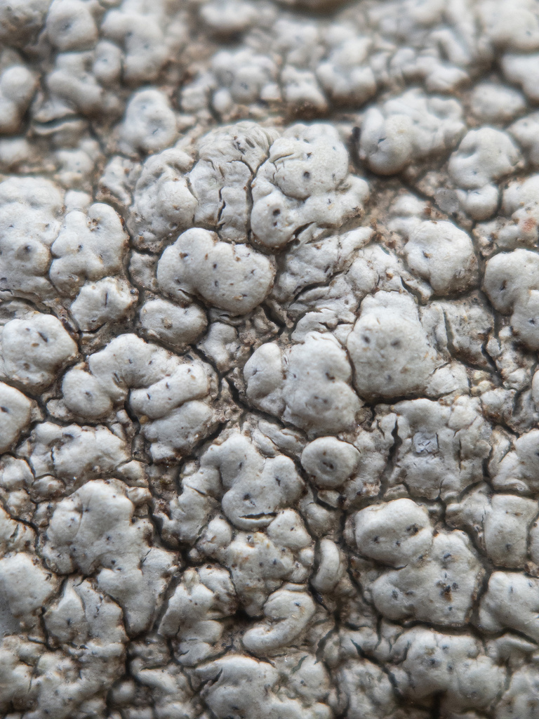 Rock Wart Lichen from South Fork Mills River, Mills River, NC, US on ...