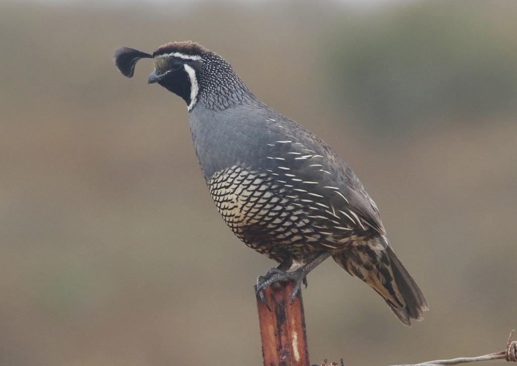 California Quail from San Quintín, B.C., Mexico on June 2, 2023 at 08: ...